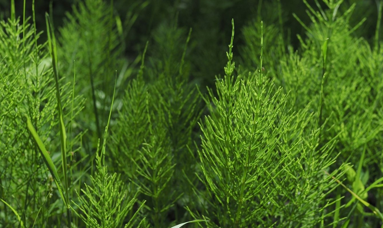 Growing the Hardy, Carefree Horsetail - The Habitat