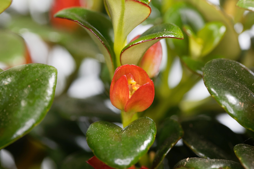 Easy Tips for Growing the Unique Goldfish Plant - The Habitat