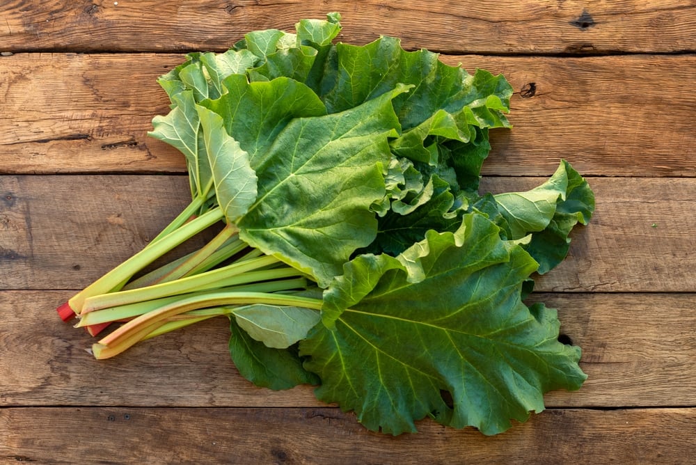 How to Grow and Care for Rhubarb - The Habitat