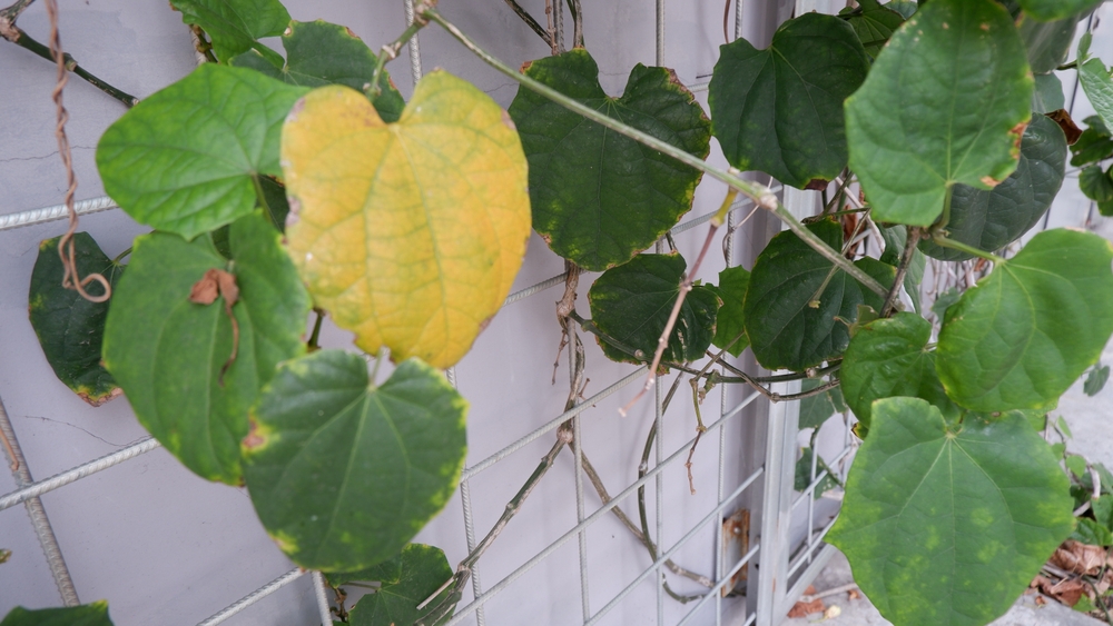 Comprehensive Guide to Growing and Caring for Mandevilla - The Habitat
