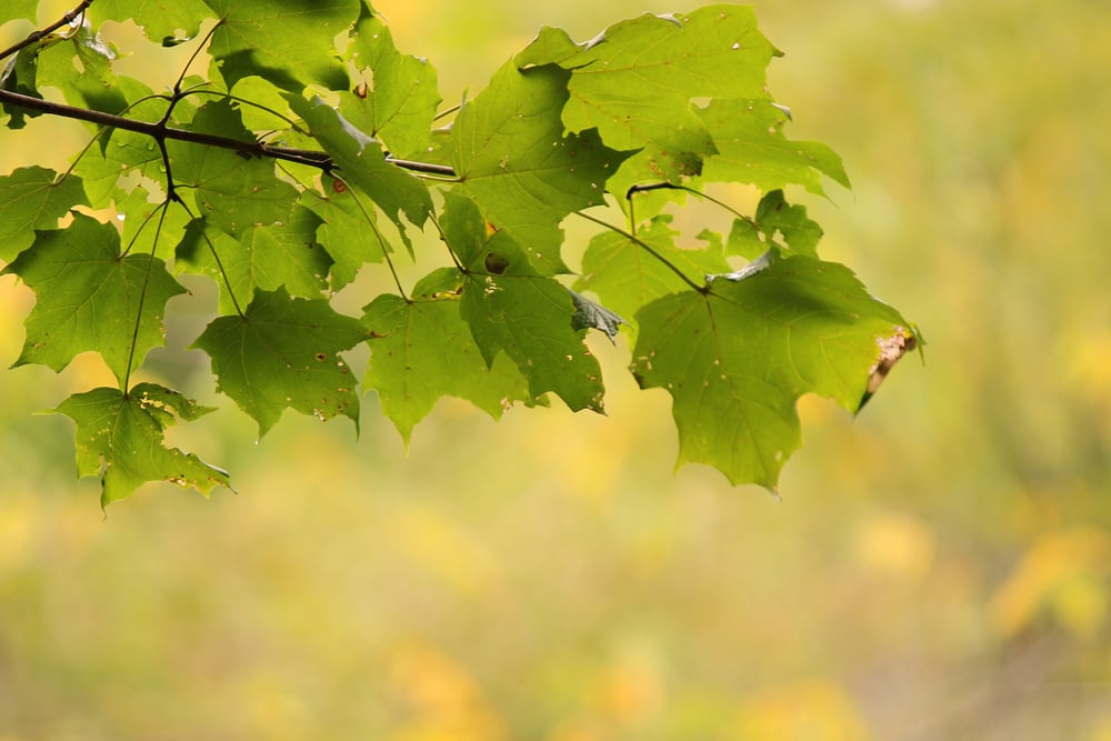 Beautiful Maple Trees for Every Yard - The Habitat