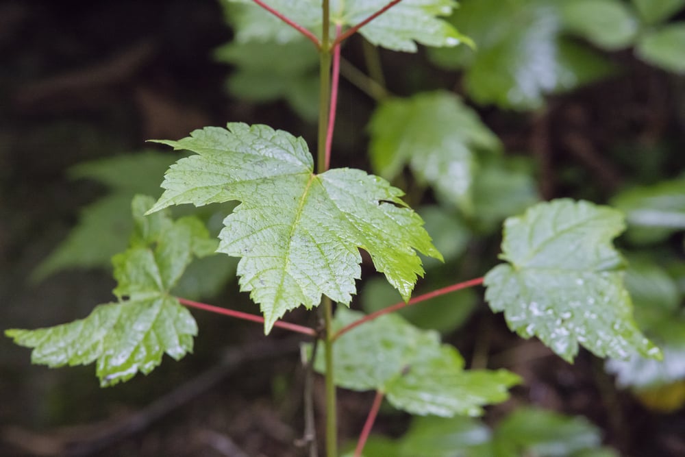 Beautiful Maple Trees for Every Yard - The Habitat