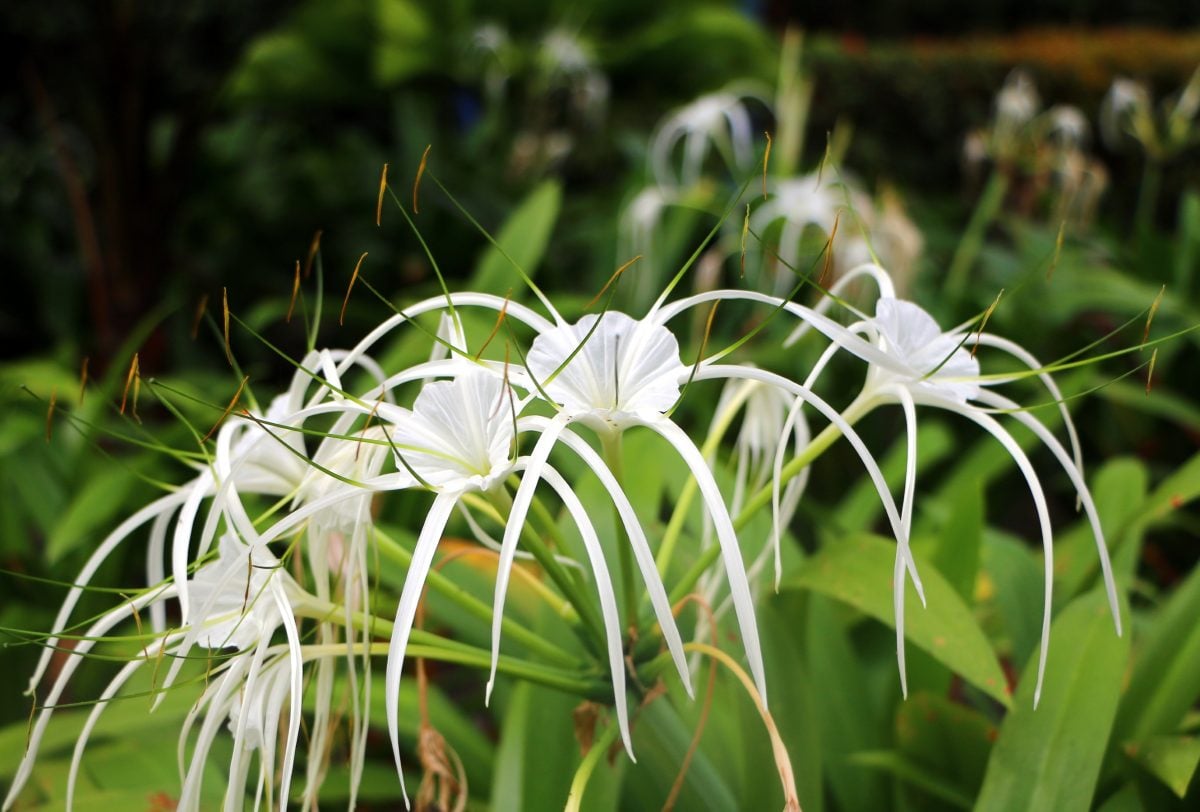 Spider Lilies: Showy, Gorgeous, and Easy to Grow - The Habitat
