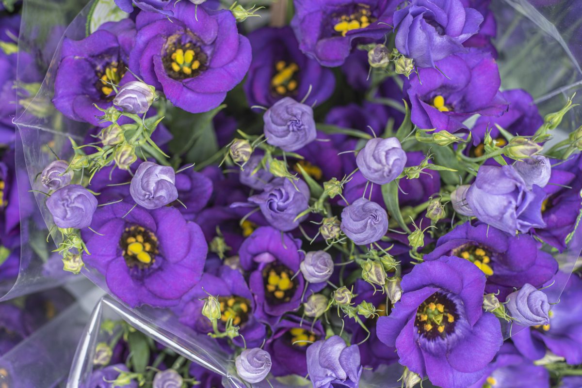 Maximizing the Beauty of Your Lisianthus Plants - The Habitat