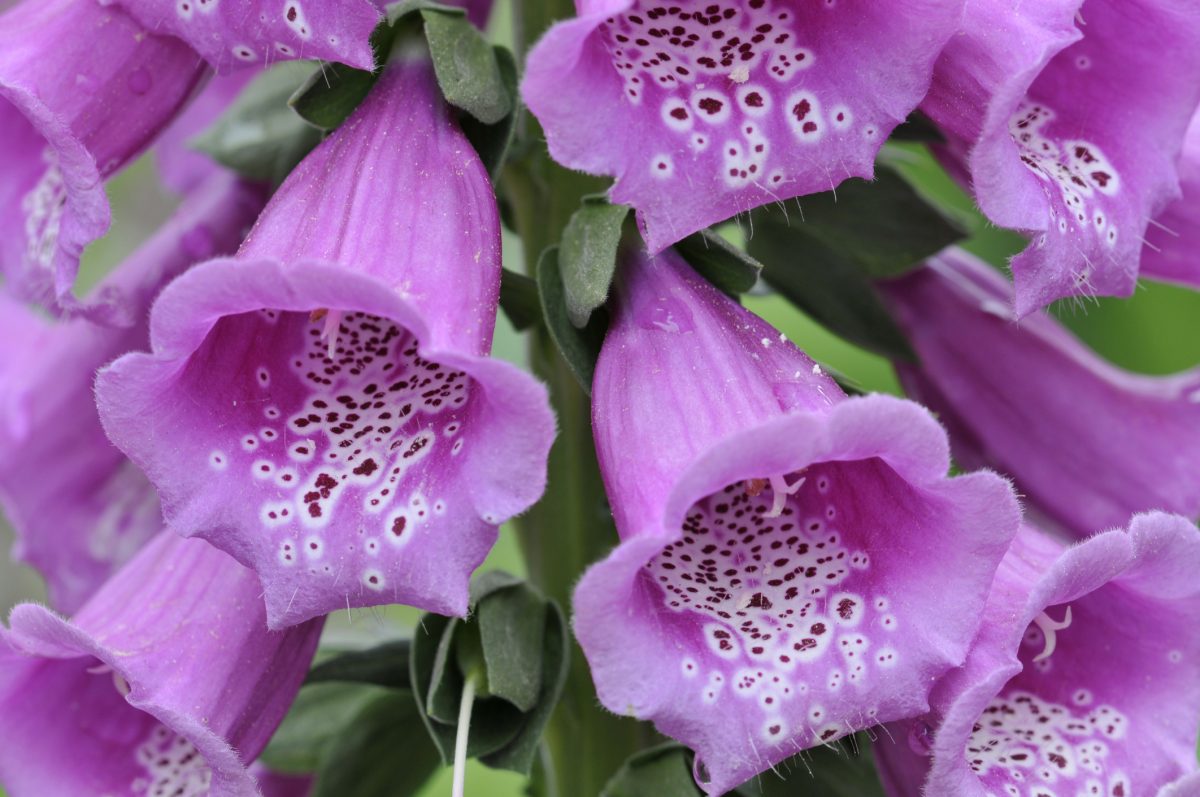 Bring Charm to Your Garden with Foxglove - The Habitat