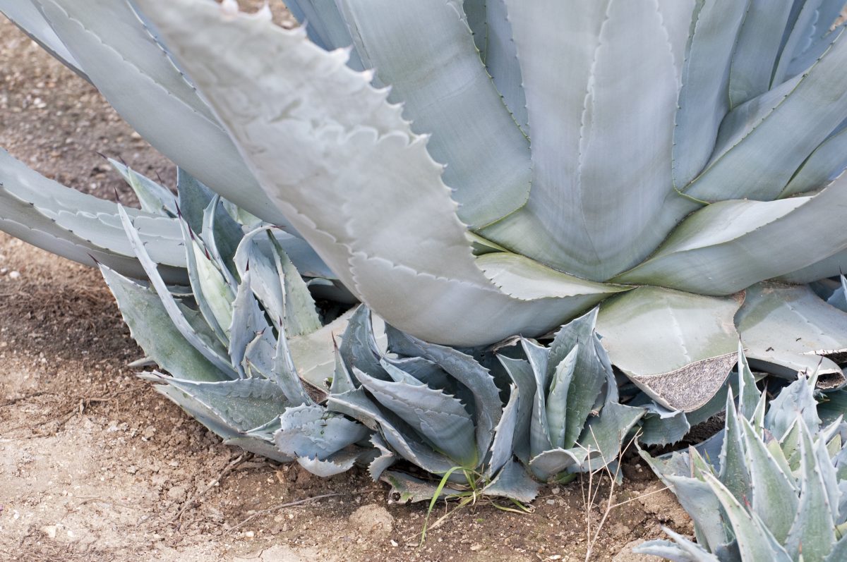 Your Guide to Cultivating Agave - The Habitat