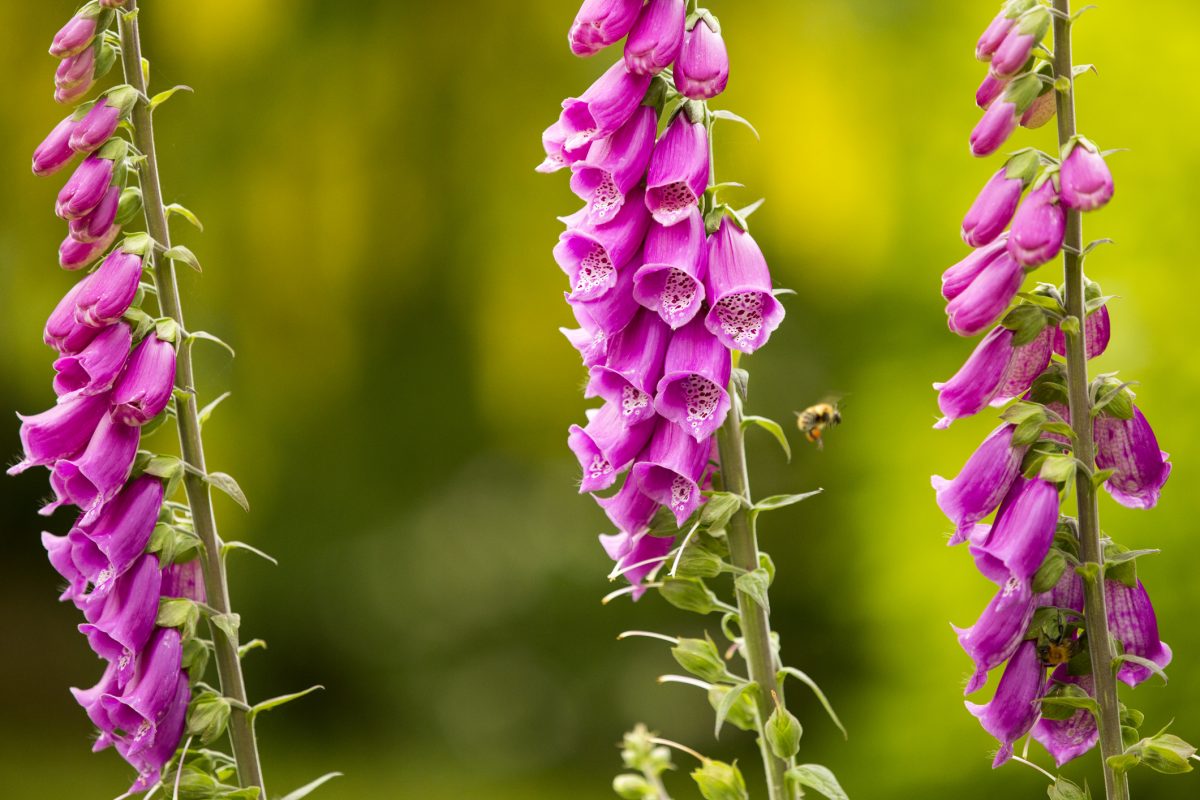 Bring Charm to Your Garden with Foxglove - The Habitat