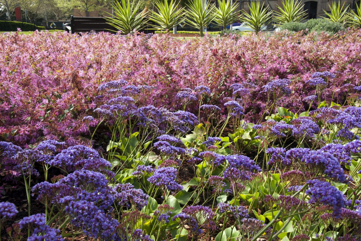 Loropetalum is An Easy-to-Grow Showstopper - The Habitat