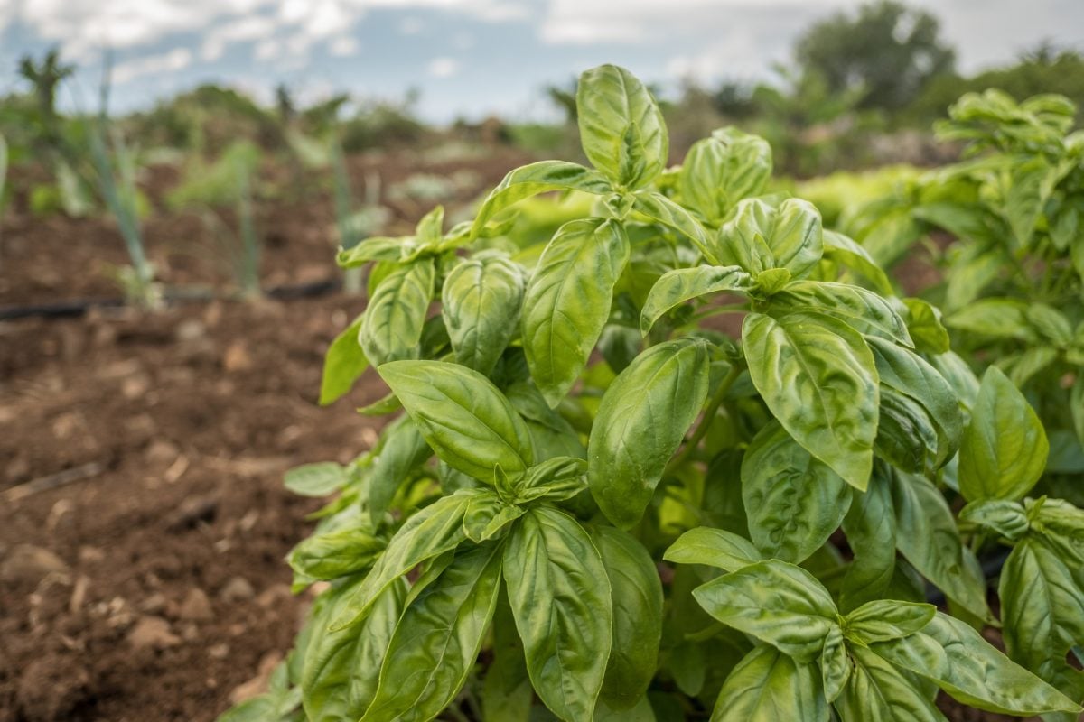 How to Grow and Care for Basil Plants - The Habitat