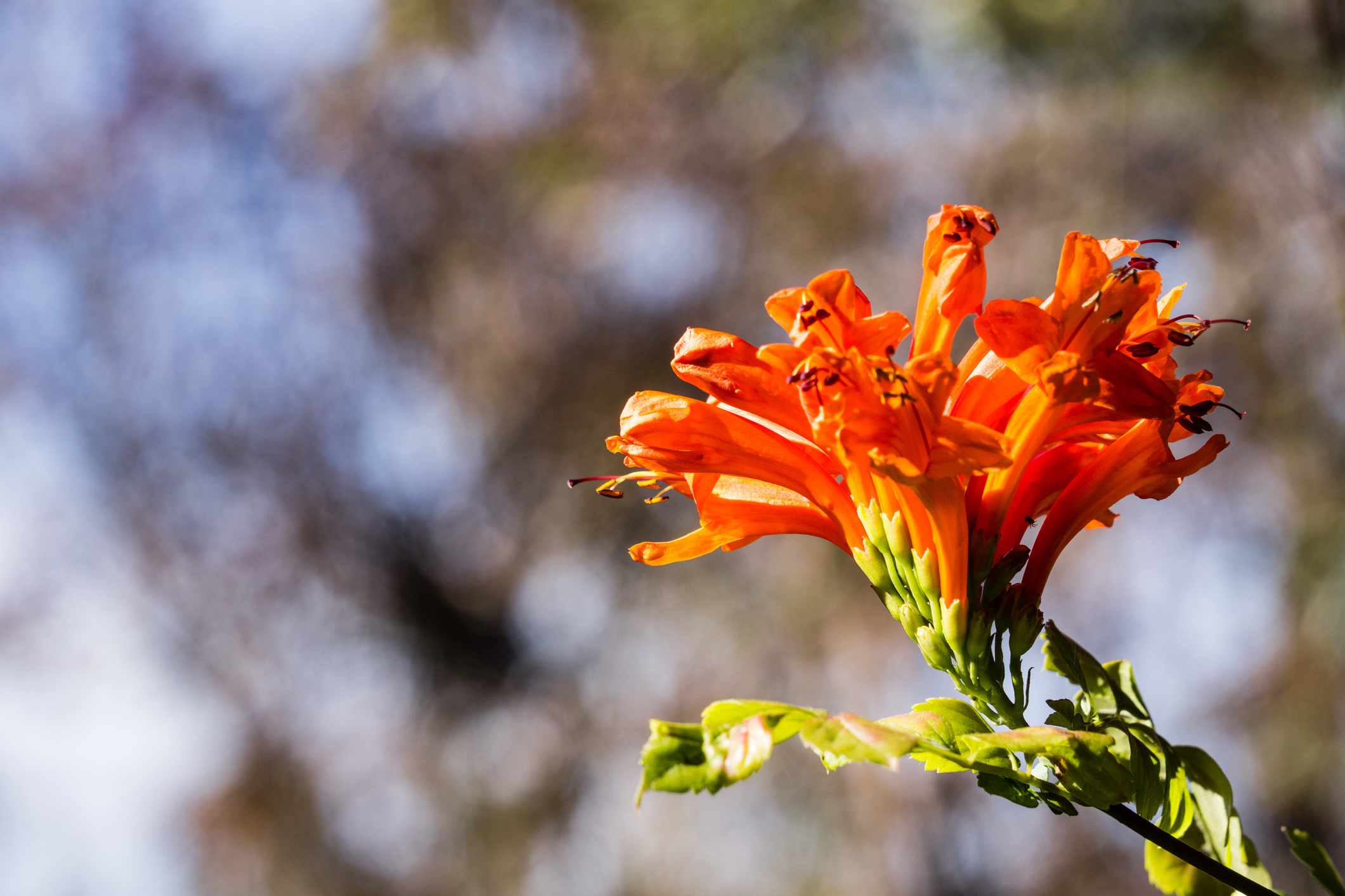 10 Ways to Incorporate Honeysuckle Vines - The Habitat