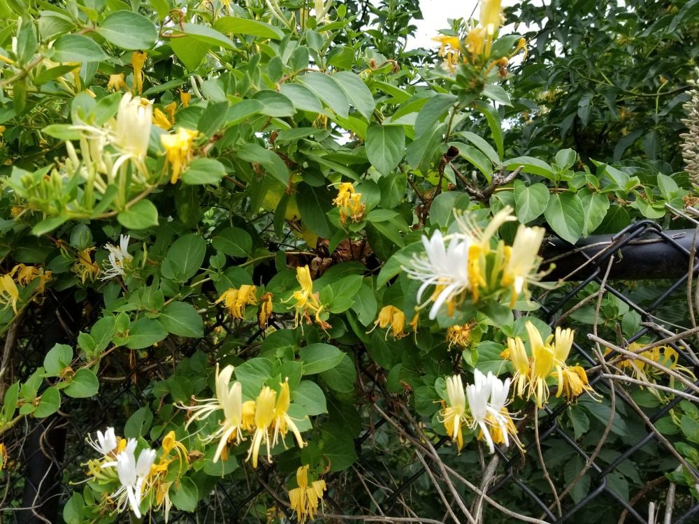 10 Ways to Incorporate Honeysuckle Vines - The Habitat
