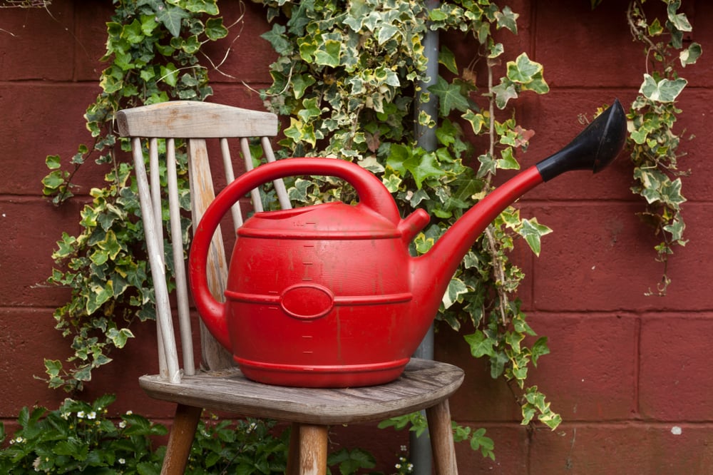 Adorn Your House and Yard With English Ivy - The Habitat