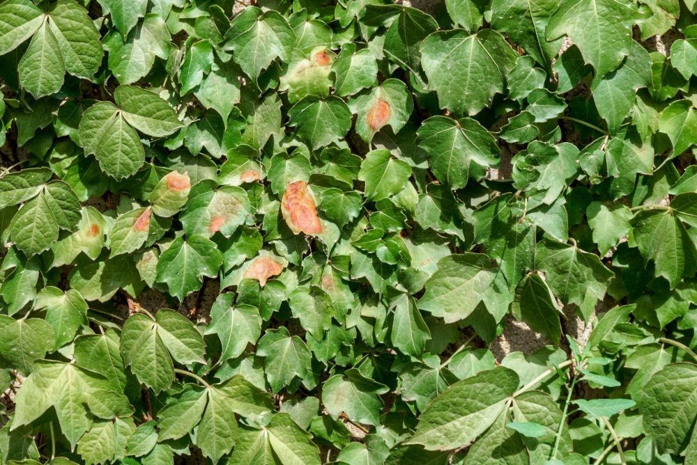 Plant Boston Ivy for that Ivy League Look - The Habitat