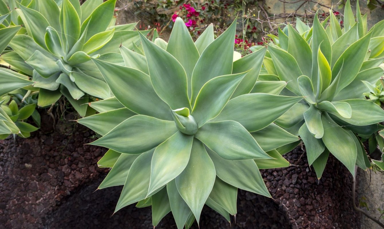 Your Guide to Cultivating Agave - The Habitat