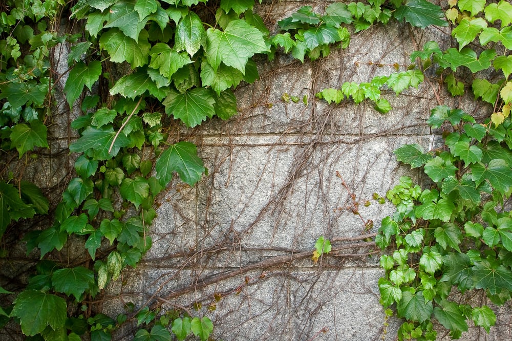 Plant Boston Ivy for that Ivy League Look - The Habitat