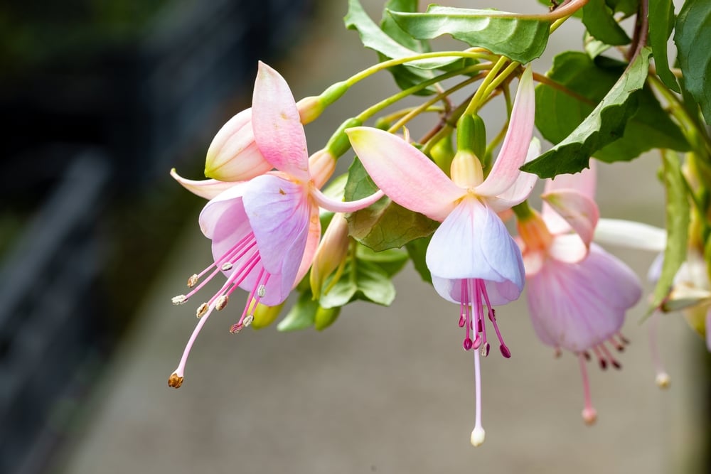Fine-Tune Your Garden Aesthetic With Fuchsias - The Habitat