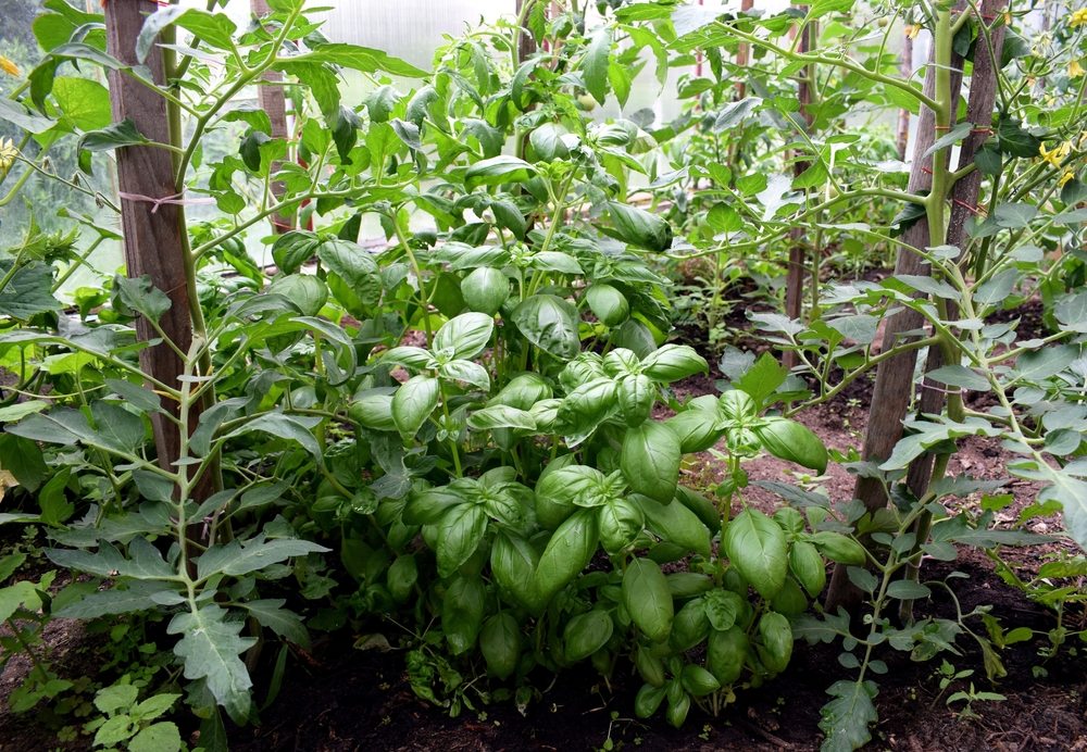 How to Grow and Care for Basil Plants - The Habitat
