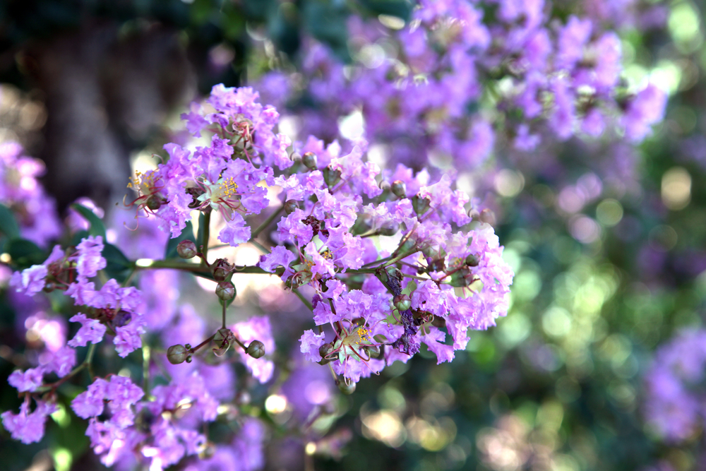 Maximizing Crepe Myrtle blooms - The Habitat