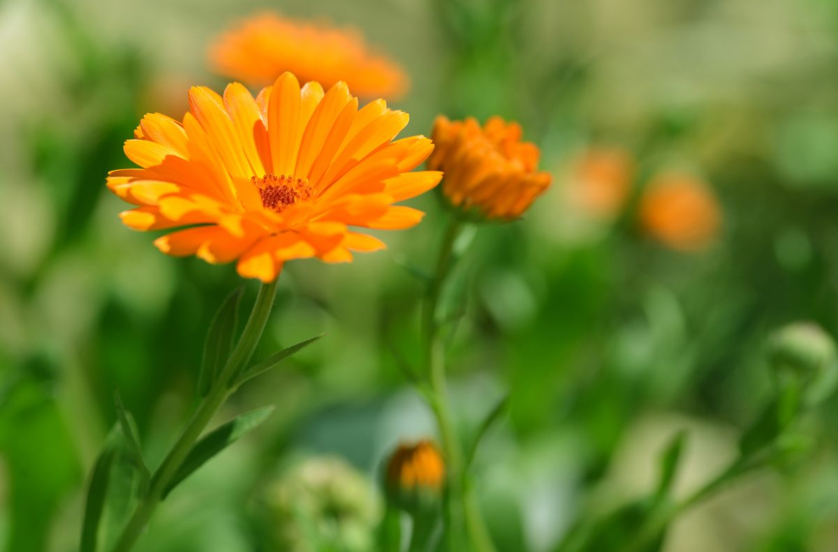 Growing the Low-Maintenance, Healthful Calendula - The Habitat