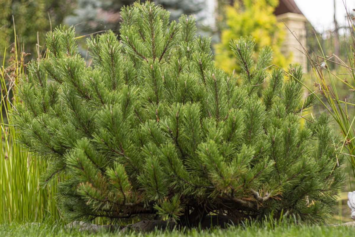 Dwarf Tree Species That Stand Tall in Any Yard - The Habitat