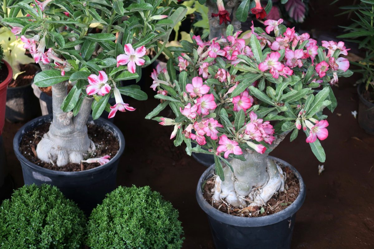 Growing the Dramatic Desert Rose - The Habitat