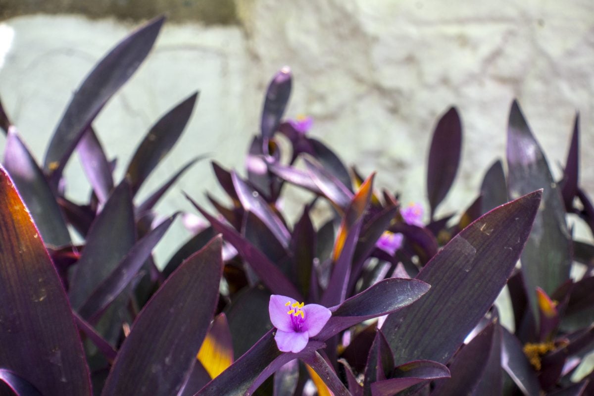 Growing the Valorous Purple Heart - The Habitat