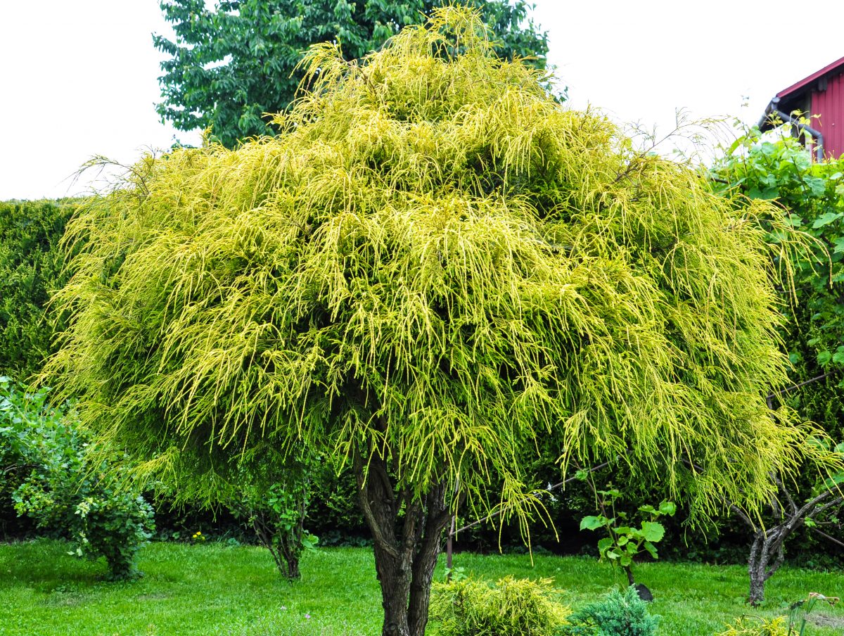 Dwarf Tree Species That Stand Tall in Any Yard - The Habitat