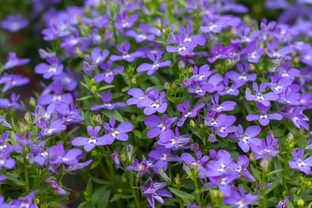Welcome Color and Wildlife with the Lobelia - The Habitat