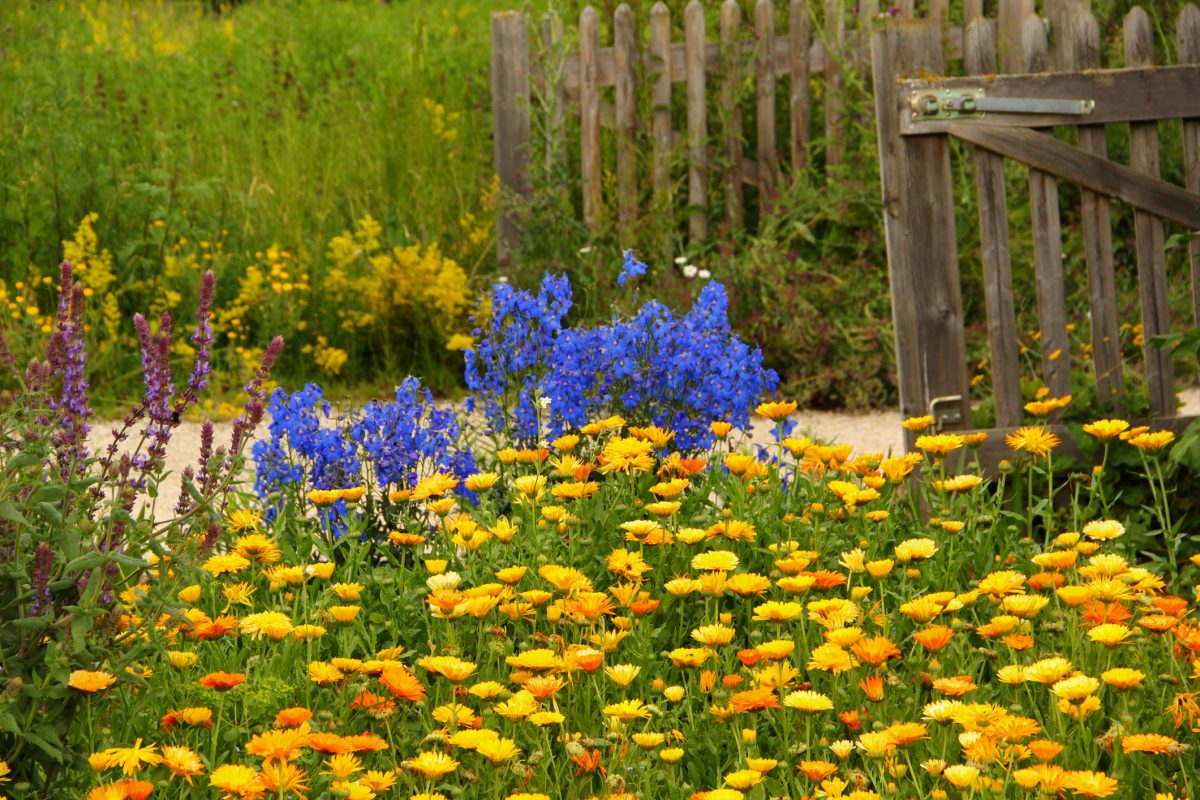 Growing the Low-Maintenance, Healthful Calendula - The Habitat
