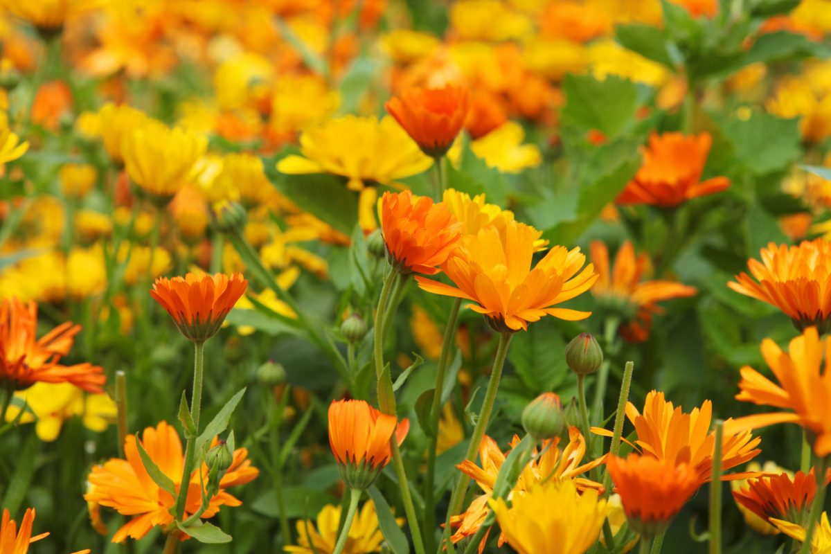 Growing the Low-Maintenance, Healthful Calendula - The Habitat