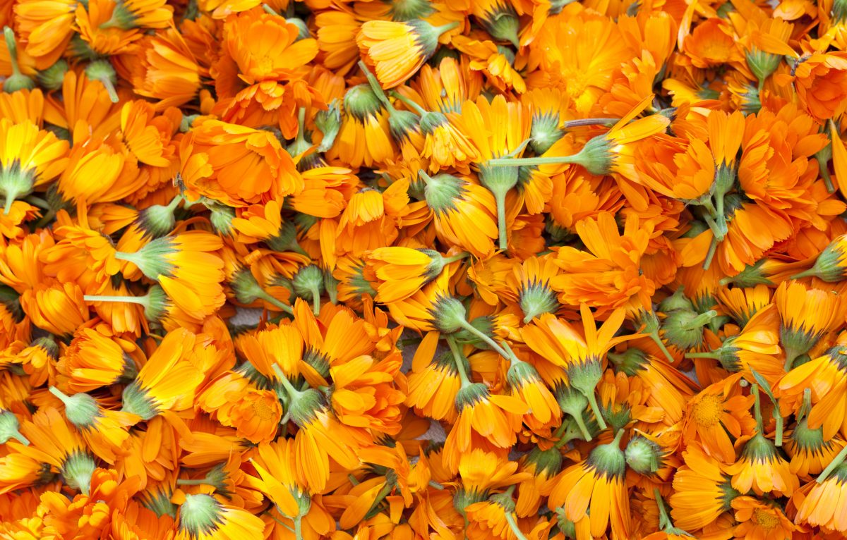 Growing the Low-Maintenance, Healthful Calendula - The Habitat