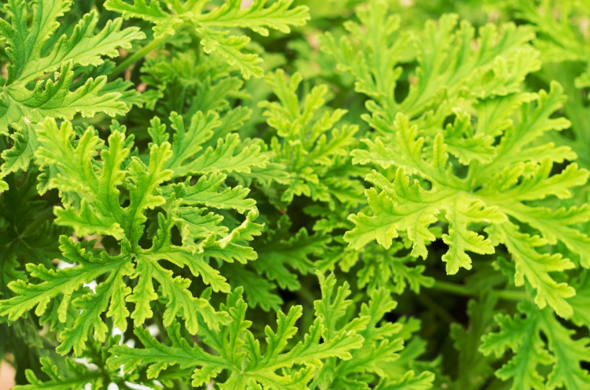 Growing Citronella is More Rewarding Than You Think - The Habitat