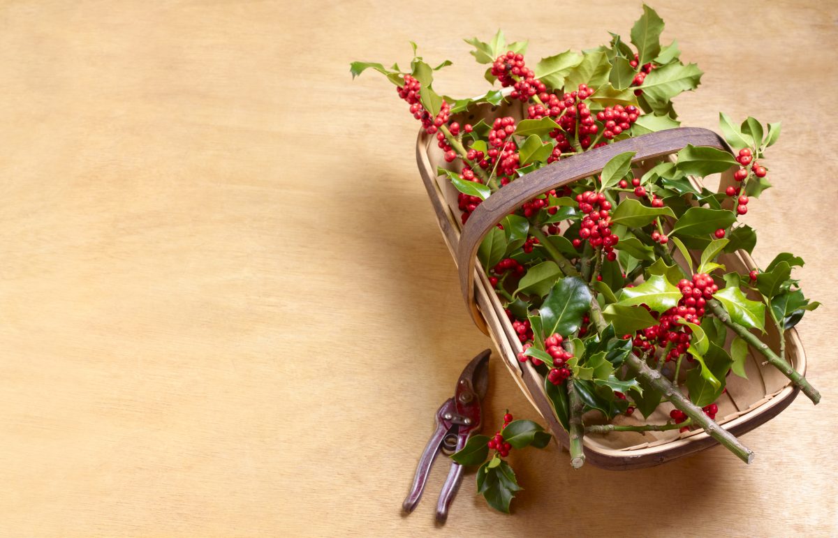 Adding Holly to Your Garden and Home - The Habitat