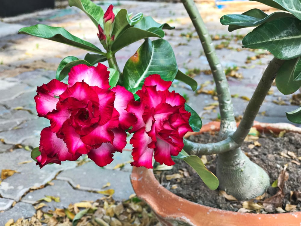 Growing the Dramatic Desert Rose - The Habitat