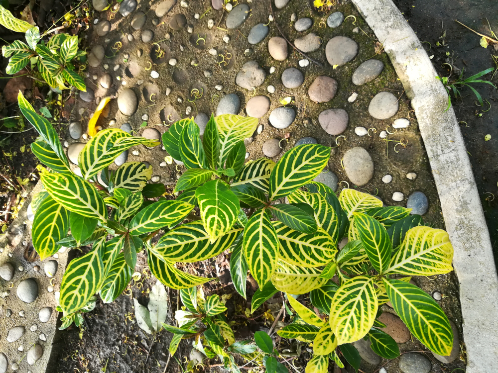 Zebra Plants: Striped, Striking, and Simple to Grow - The Habitat