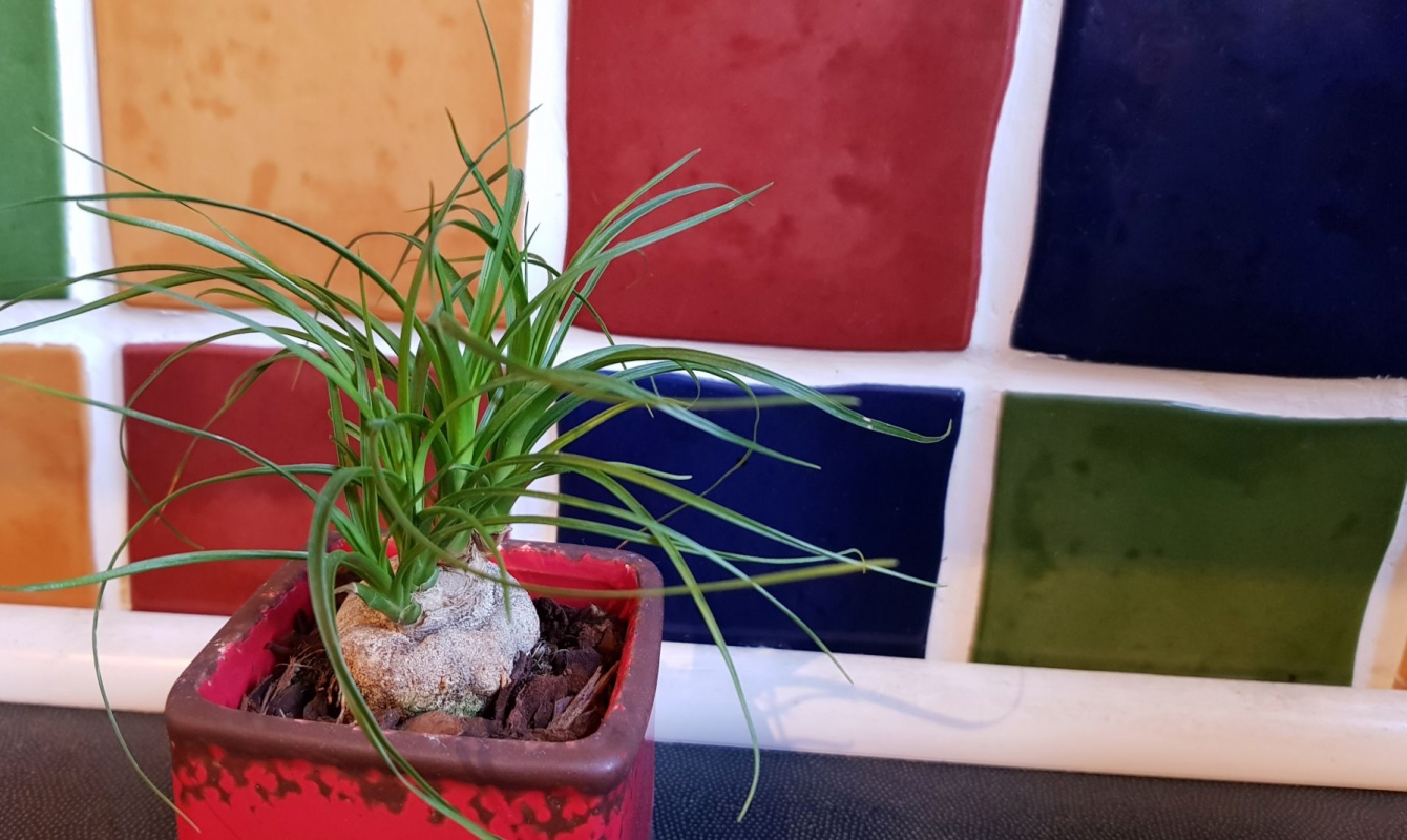 The Ponytail Palm: An Ideal Houseplant - The Habitat