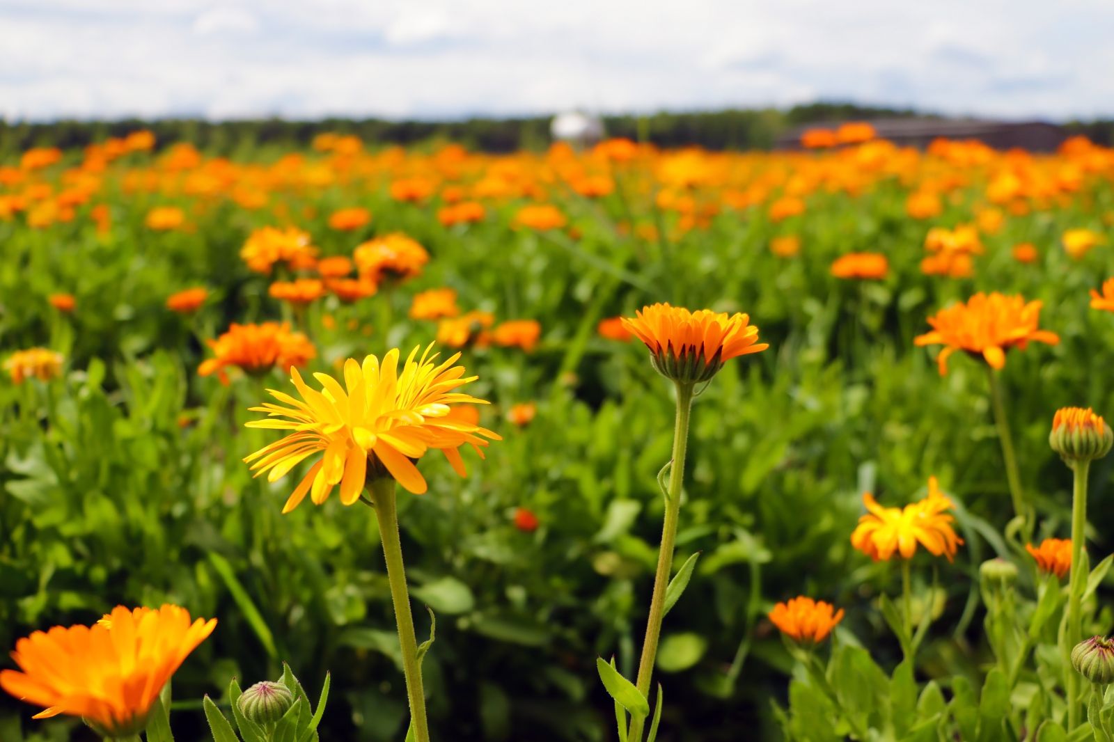 Growing the Low-Maintenance, Healthful Calendula - The Habitat