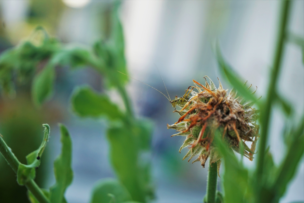 Growing the Low-Maintenance, Healthful Calendula - The Habitat