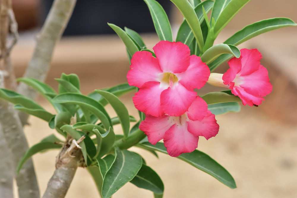 Growing the Dramatic Desert Rose - The Habitat