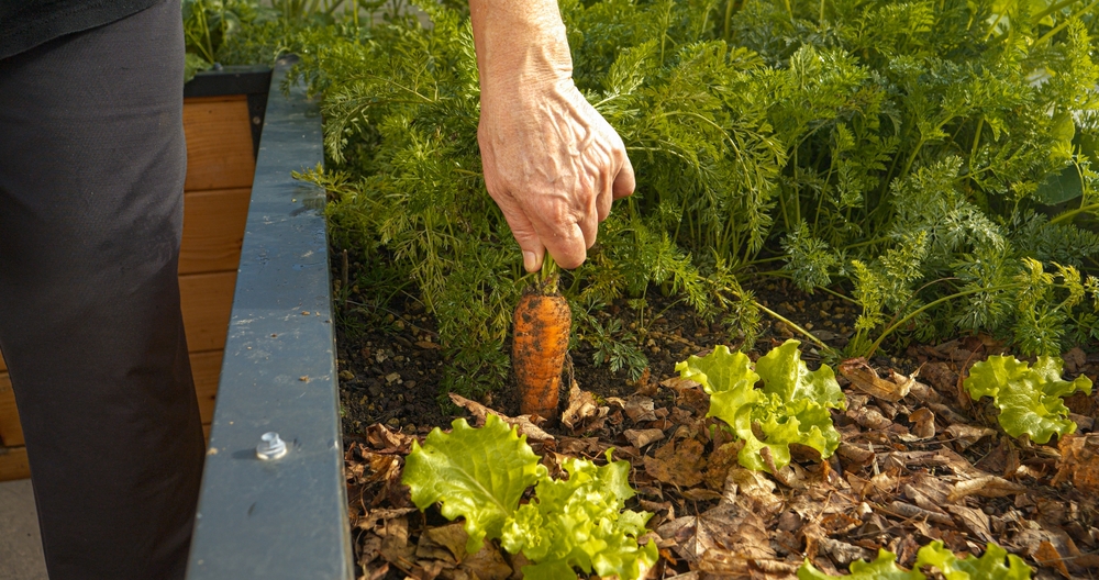 28 Steps to Get Rid of Groundhogs - The Habitat