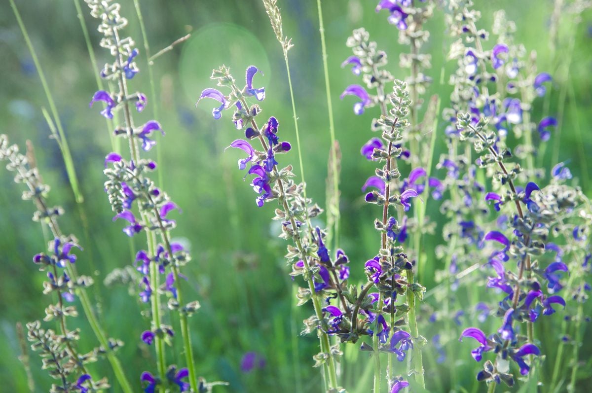 Sage: A Versatile, Easy-to-Grow Herb - The Habitat