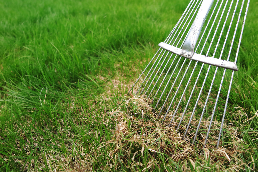 Springtime Lawn Tips for Your Yard - The Habitat