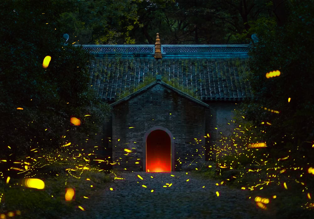 Attracting Fireflies: Making New Backyard Friends - The Habitat