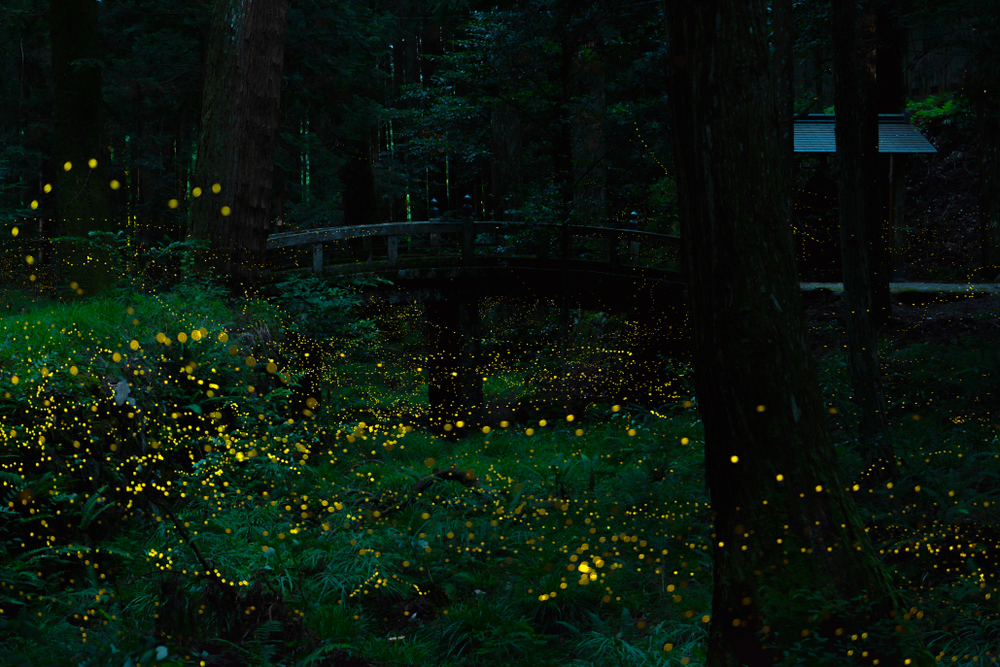 Attracting Fireflies: Making New Backyard Friends - The Habitat