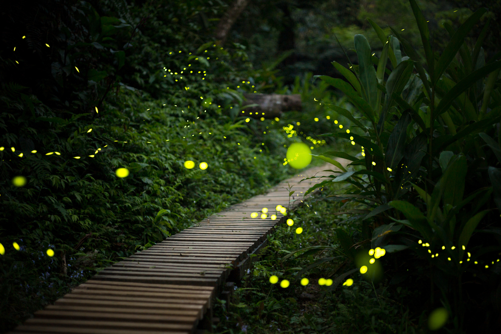 Attracting Fireflies: Making New Backyard Friends - The Habitat