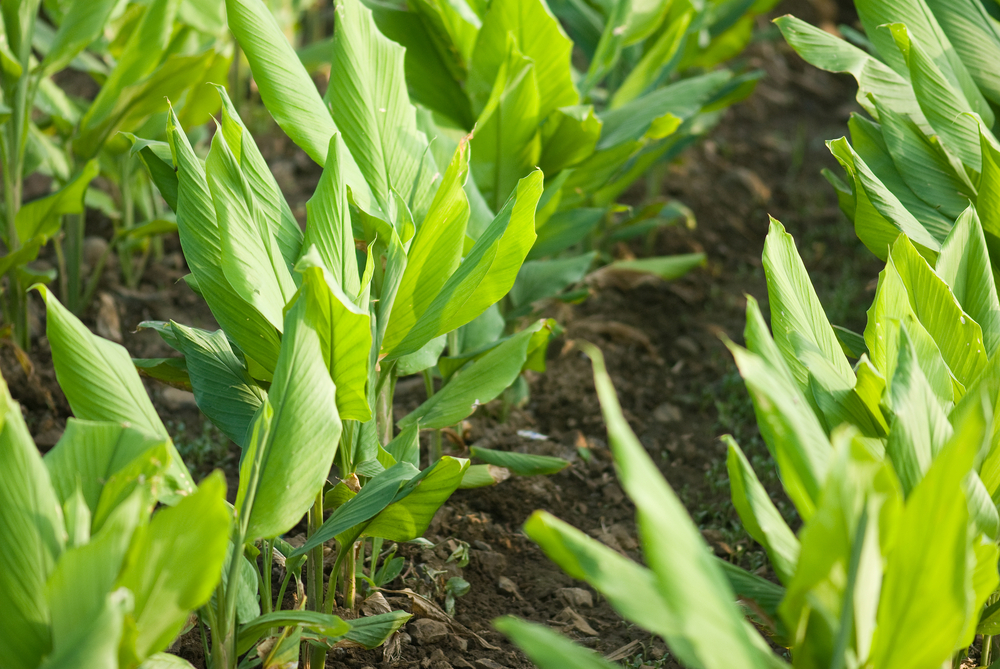 How to Plant and Grow Turmeric - The Habitat