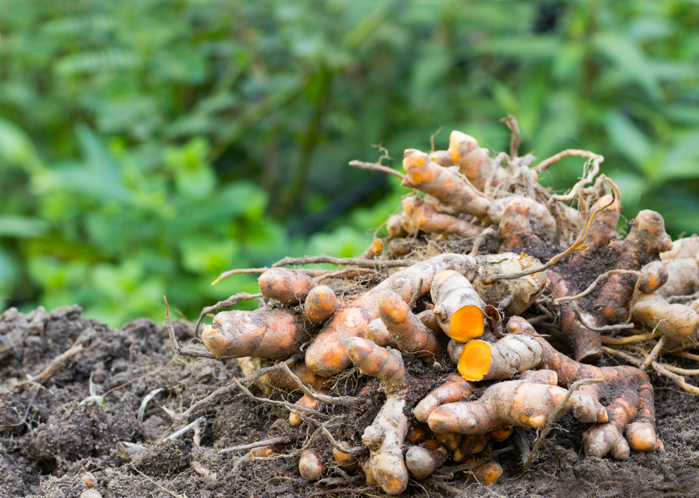 How to Plant and Grow Turmeric - The Habitat