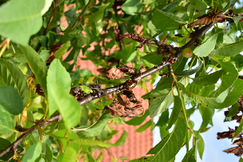 How to Grow and Care for a Cherry Tree - The Habitat