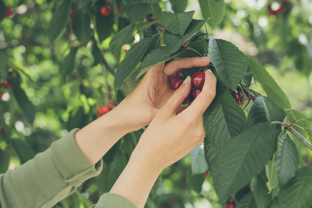How to Grow and Care for a Cherry Tree - The Habitat