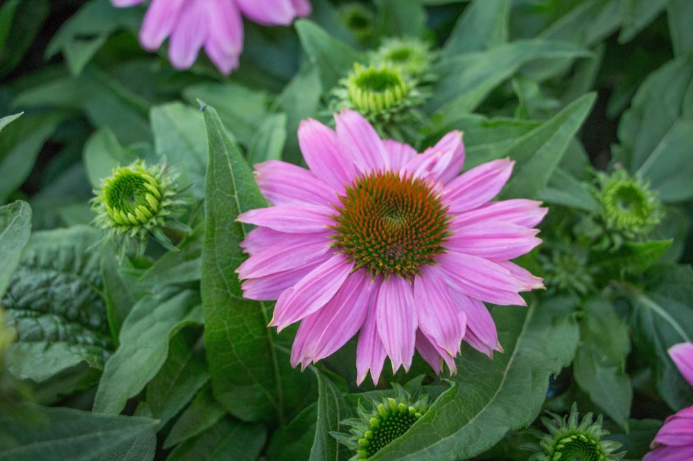 Where, When, and How to Cultivate Echinacea - The Habitat